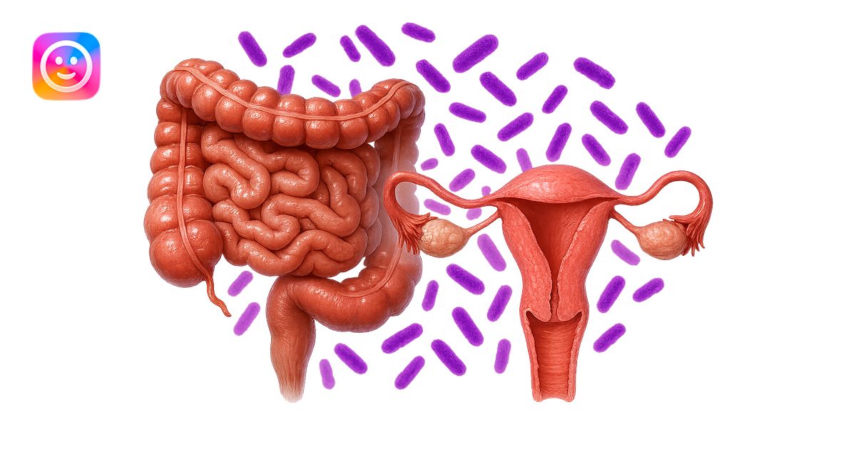 intestino umano anatomico realistico accanto ad un utero umano ...
