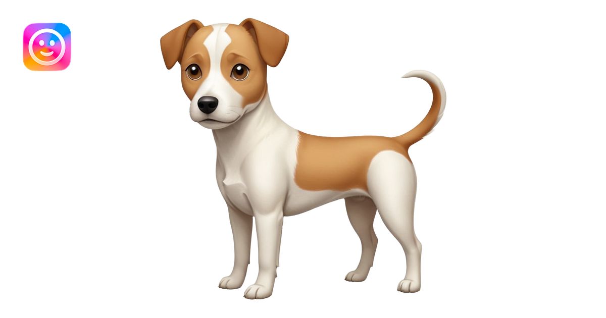 a full body facing front on of a buff white beagle cross jack russell ...
