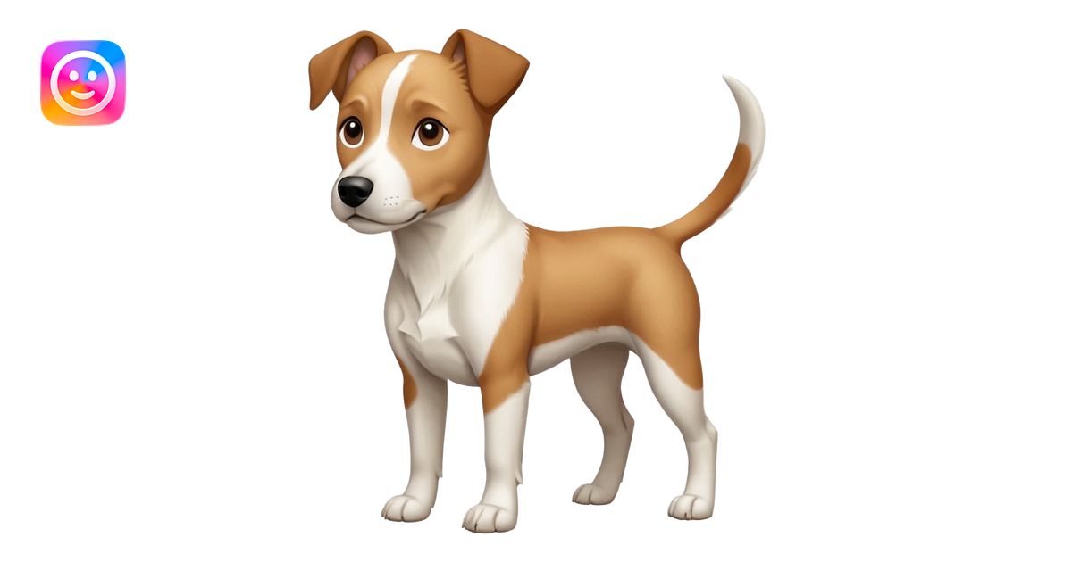 a full body facing front on of a buff white beagle cross jack russell ...