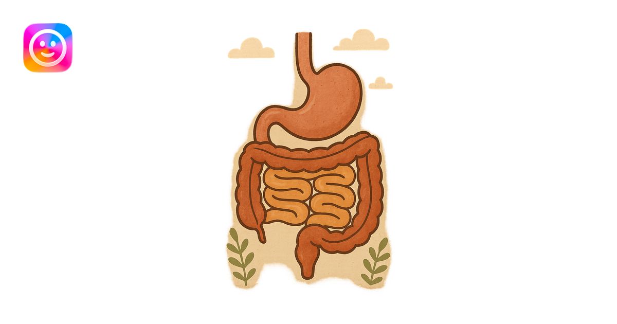 Anatomical illustration of the human digestive system, showing the ...
