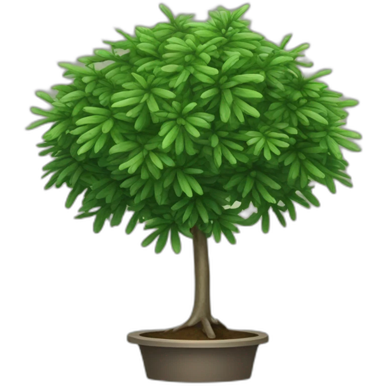 Balanites rotundifolia is a small tree or shrub with a multi-stemmed ...