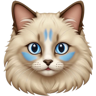 Ragdoll cat, with dark brown nose/center face area with surrounding ...